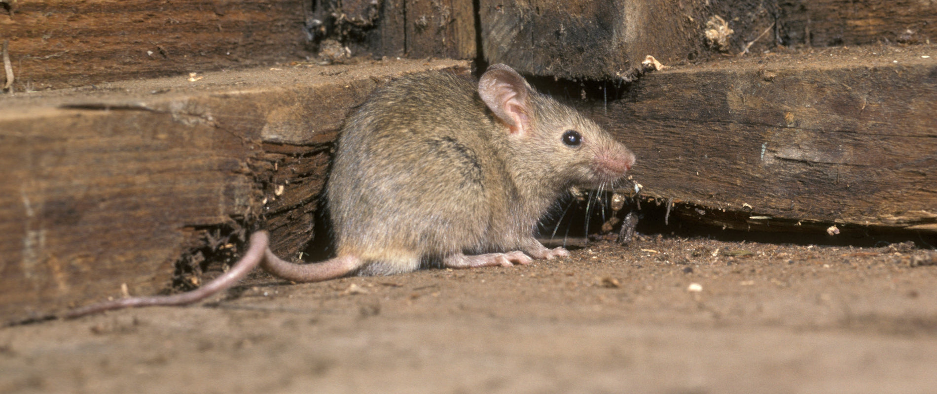 How to Identify Rodent Infestations: A Comprehensive Guide – Tratper